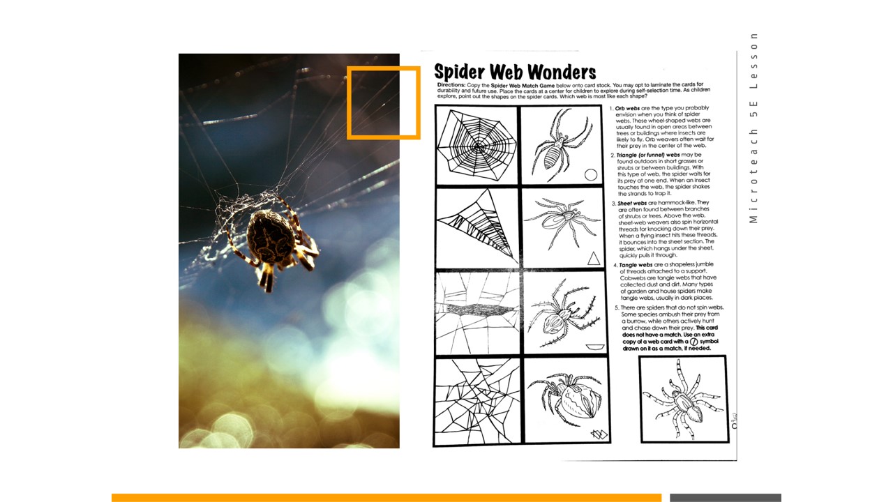 Spiders Are Important Too! – The Kind Classroom